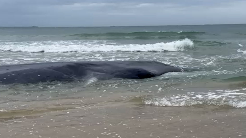 Beached whale on the NSW north coast - ABC News