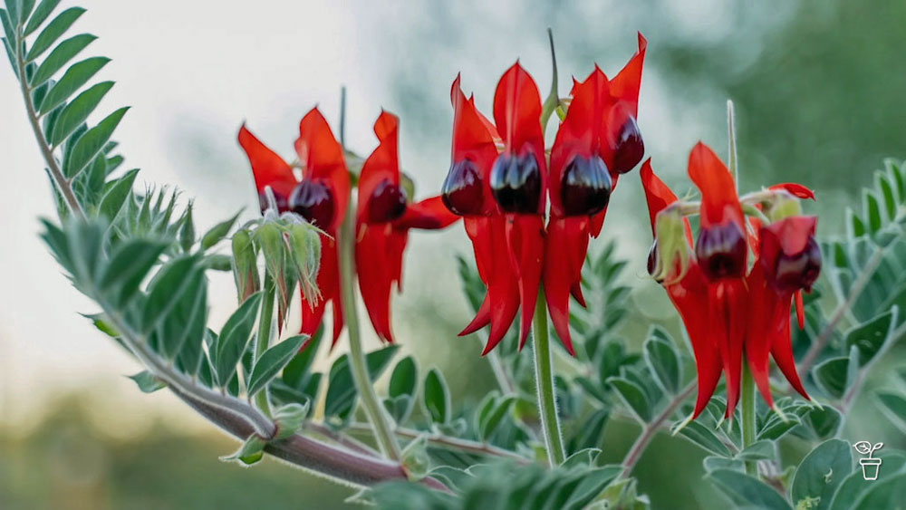 Plant Profile | Sturt's Desert Pea - Gardening Australia