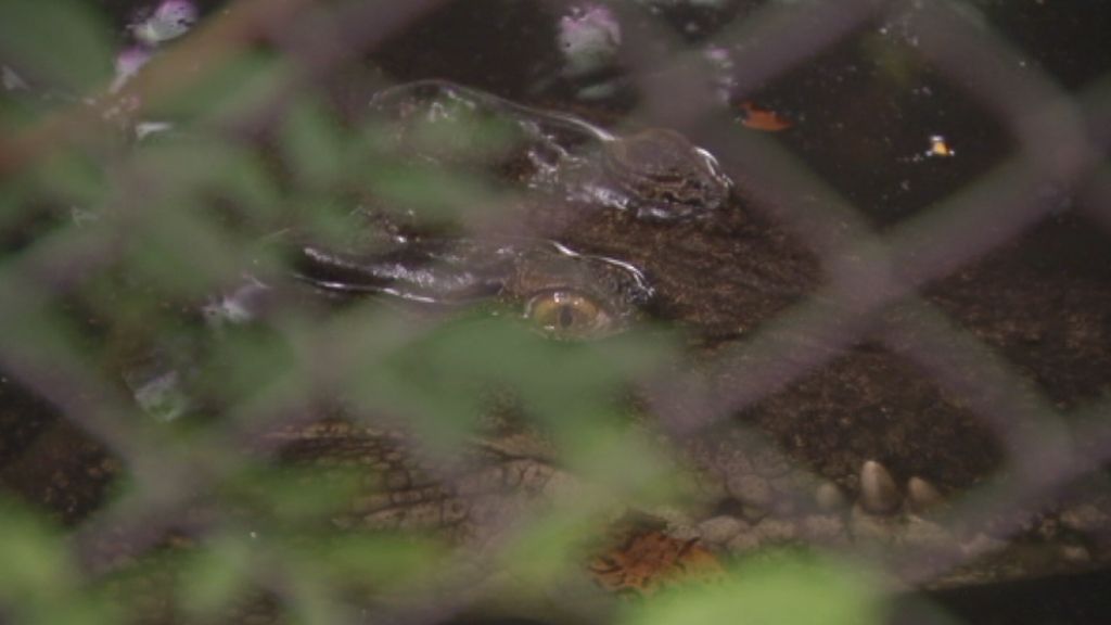 Pet crocodile survives house fire unscathed - ABC News