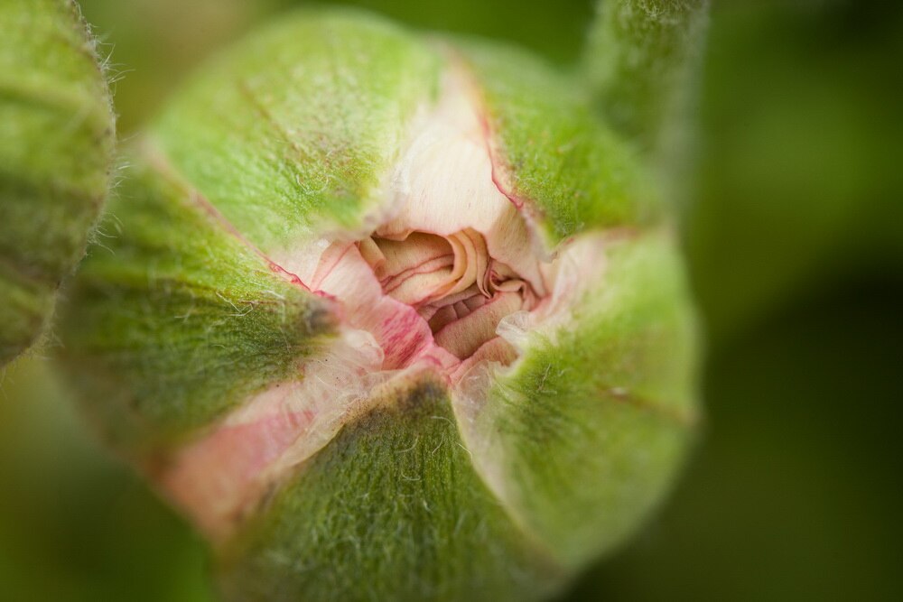 Canberra experts share their tips for budding flower photographers ...