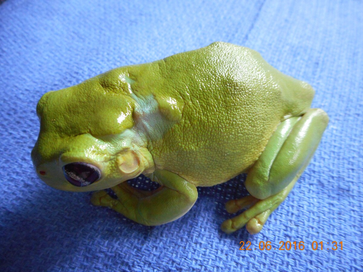 Cairns Frog Hospital faces fifth move as owner struggles to find ...