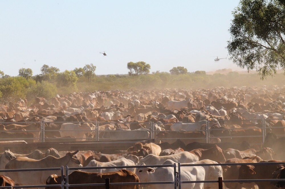 Outback blog about life on cattle stations to be turned into book - ABC ...
