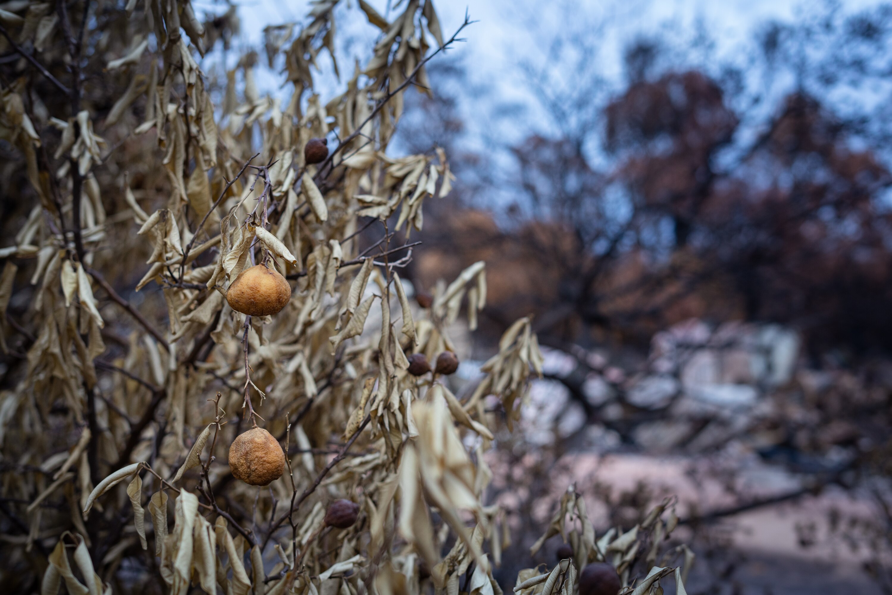 After bushfire 'hell', firefighters and fundraisers saved Pomonal, but ...