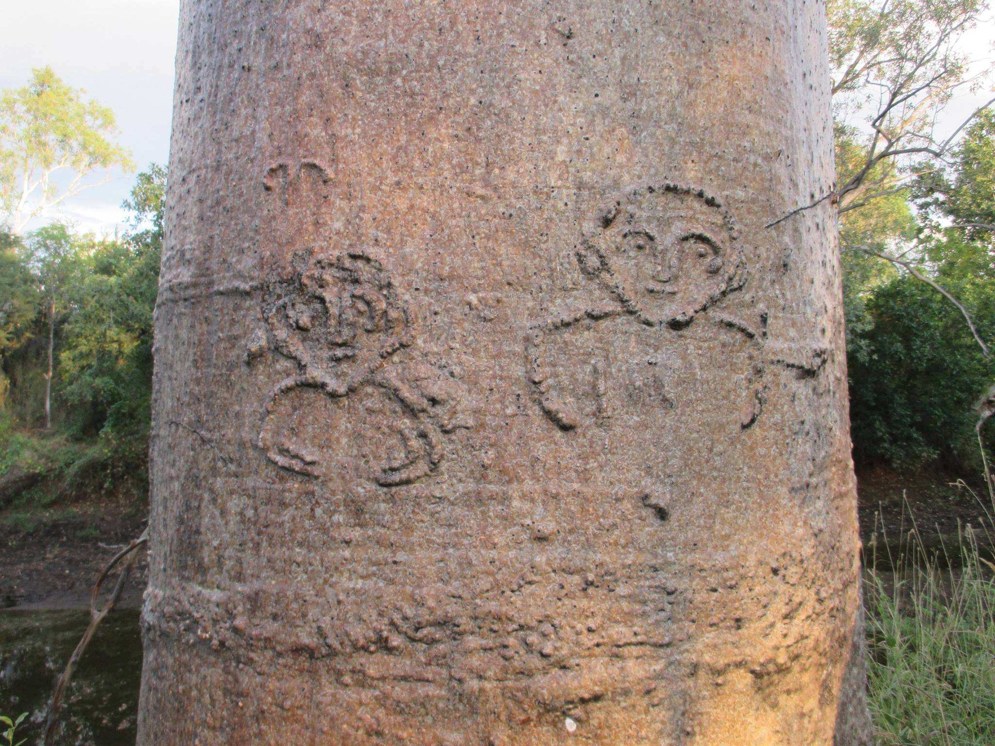 A boab tree becomes a noticeboard - ABC listen