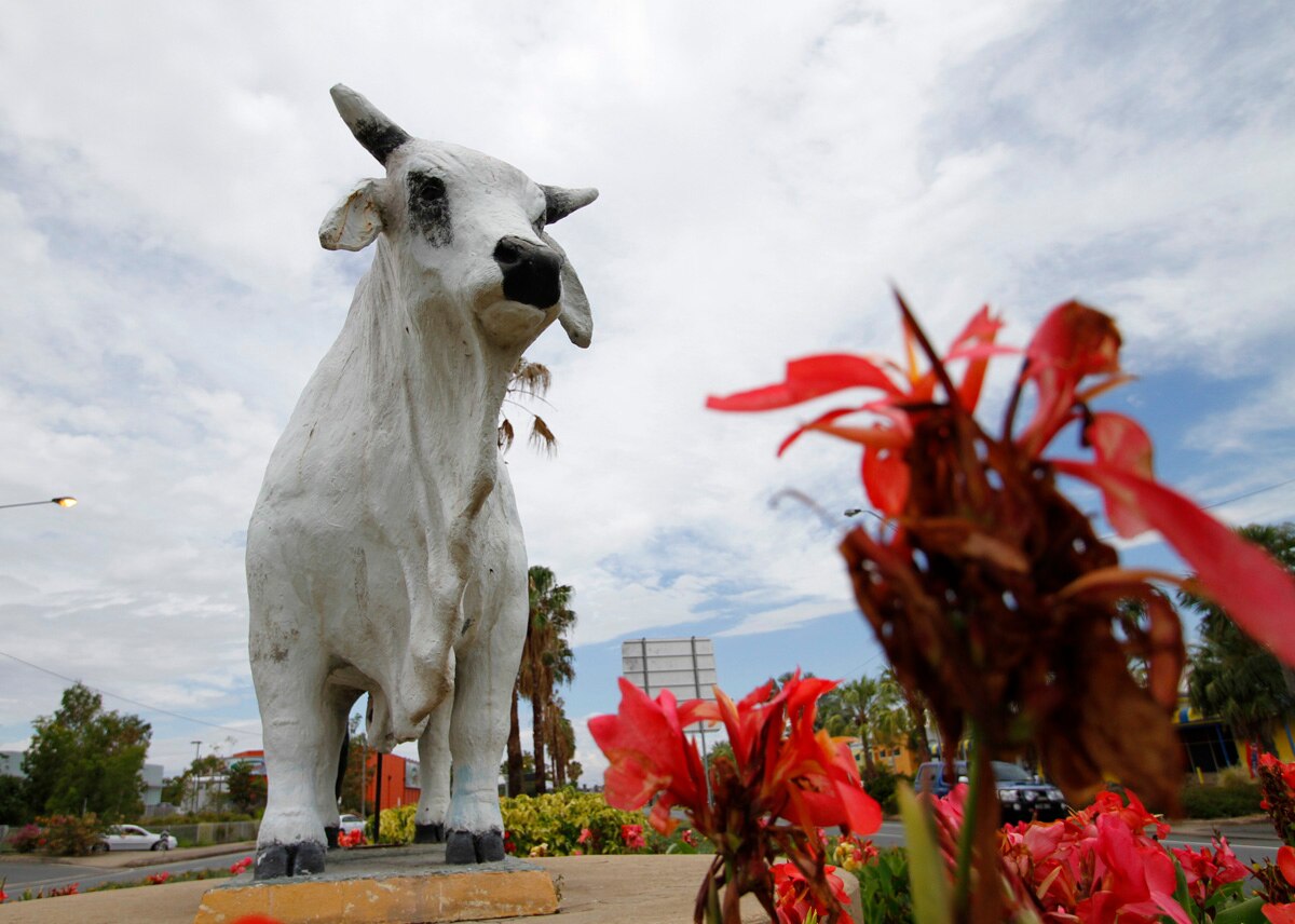Beef city to be the next mining hub - ABC News