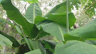 Improving Sandy Soils Gardening Australia
