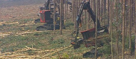 Thousands of hectares of south west timber plantation could be returned ...