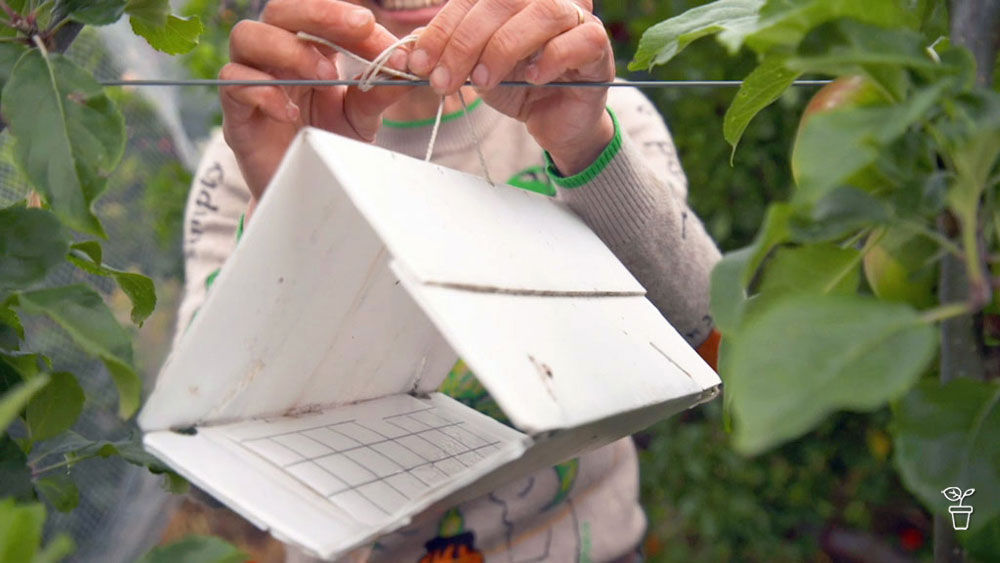 Moth Management - Gardening Australia