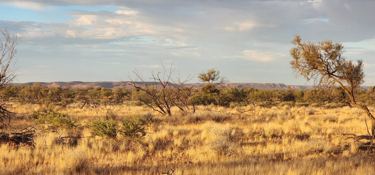 Camels drink troughs dry, technology struggles as remote Australia ...