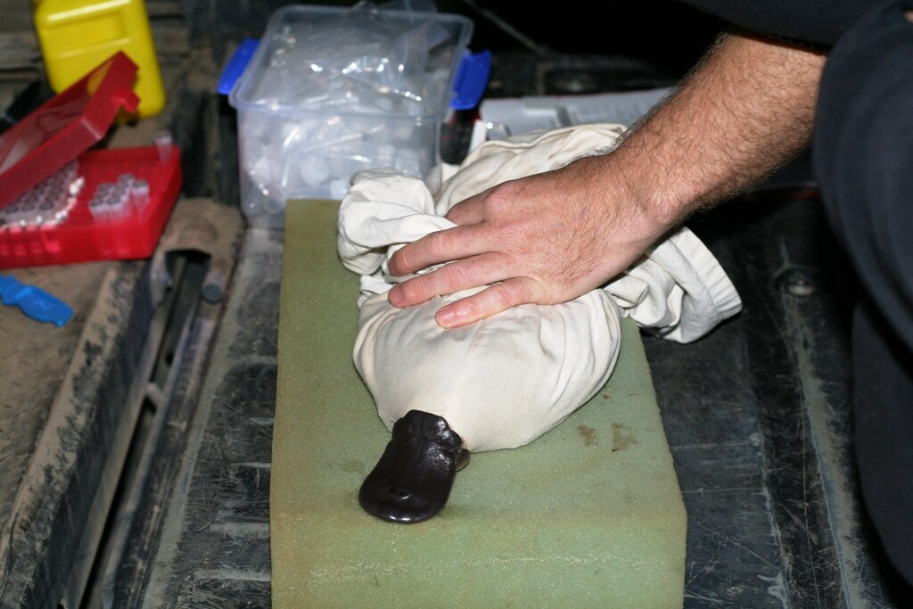 How to trap a platypus - ABC Radio National