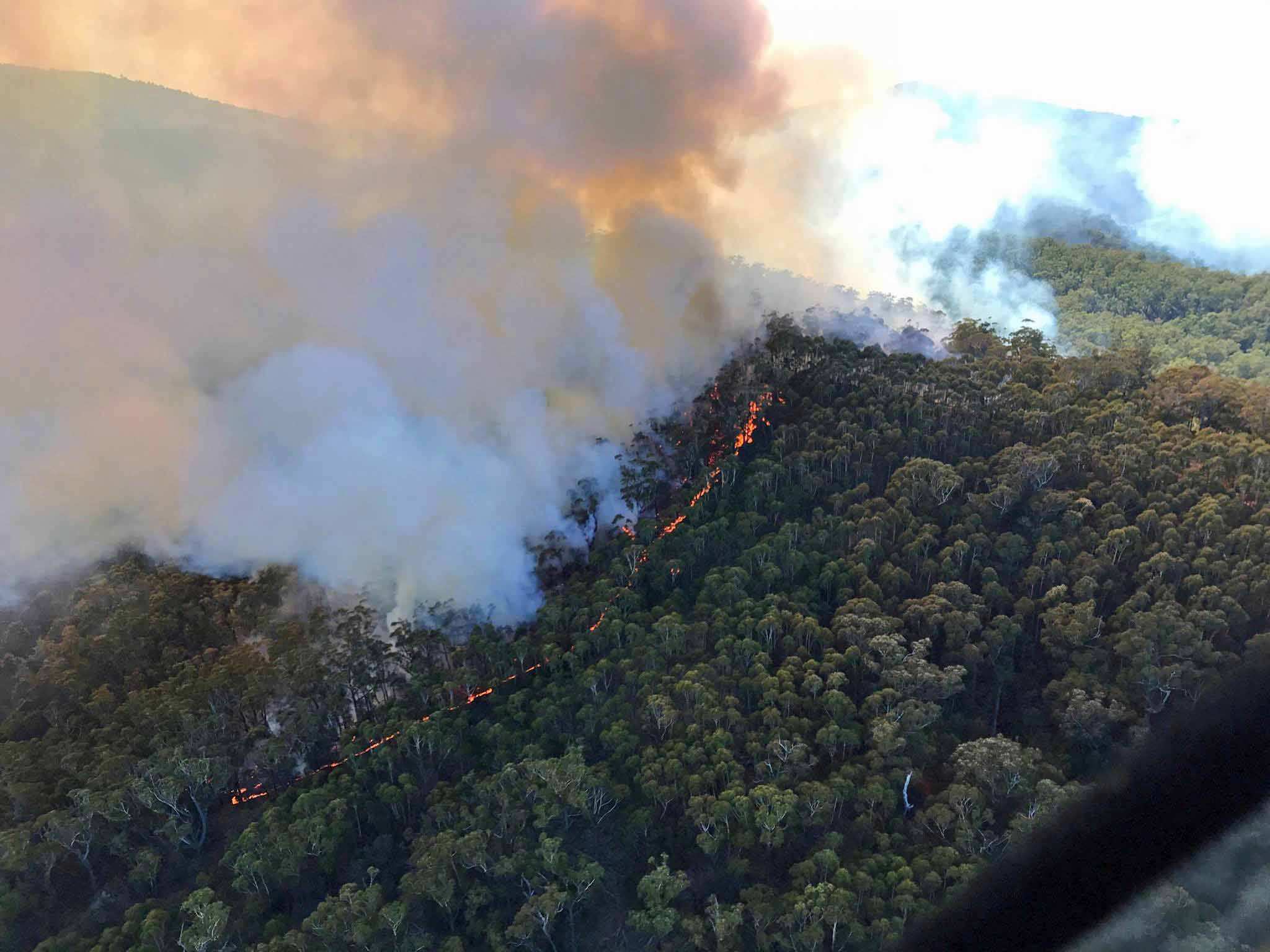 Greens back call to 'crank up' efforts to save endangered species ...