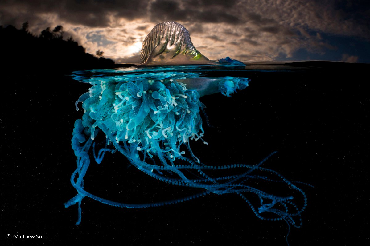Beached bluebottles a danger to you and your pet - ABC News