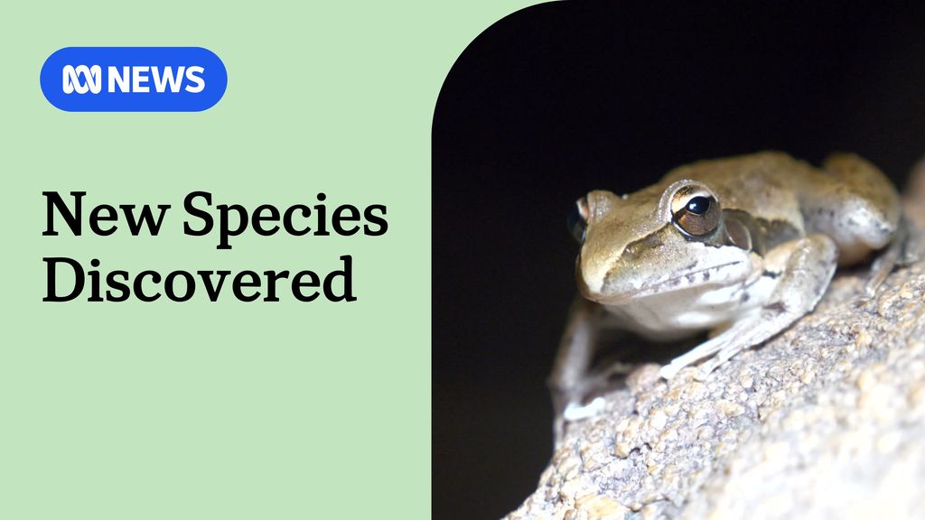 Hidden wildlife discovered in NT as scientists map biodiversity - ABC News