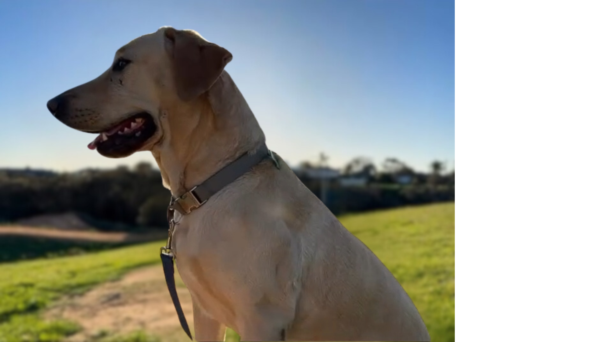 Former Geraldton family appeals pet labrador's dangerous dog ...