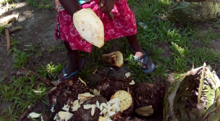 Grow Hariap fertiliser kamapim gutpla kaikai long PNG - ABC News