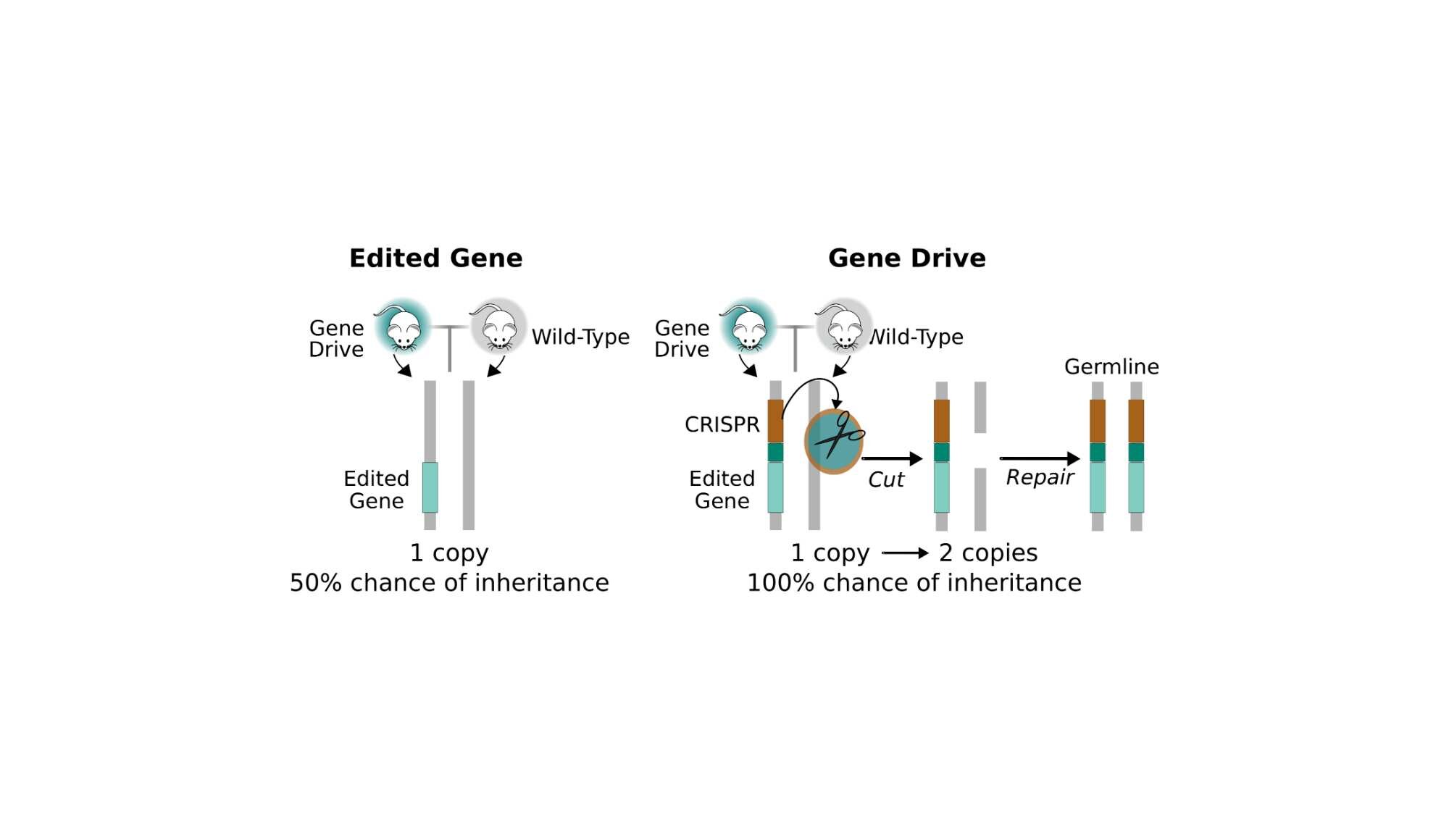 Gene drives: Feral science or feral solution? - ABC News