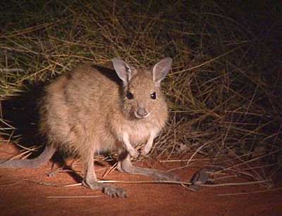 Bizarre extinct frog brought back to life - ABC News