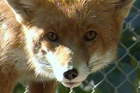 Extra fox eradication funds confound critics - ABC News