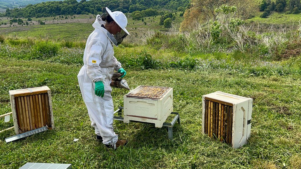 Chemical-free varroa mite control - ABC News