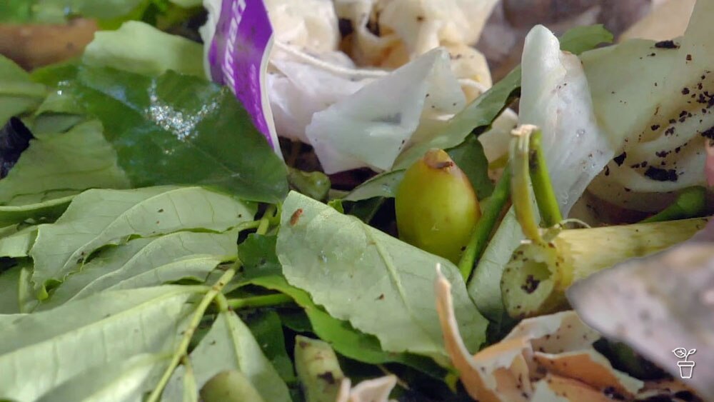 Compost Critters - Gardening Australia