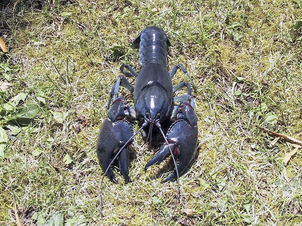 Giant yabby discovered in Gippsland - ABC listen