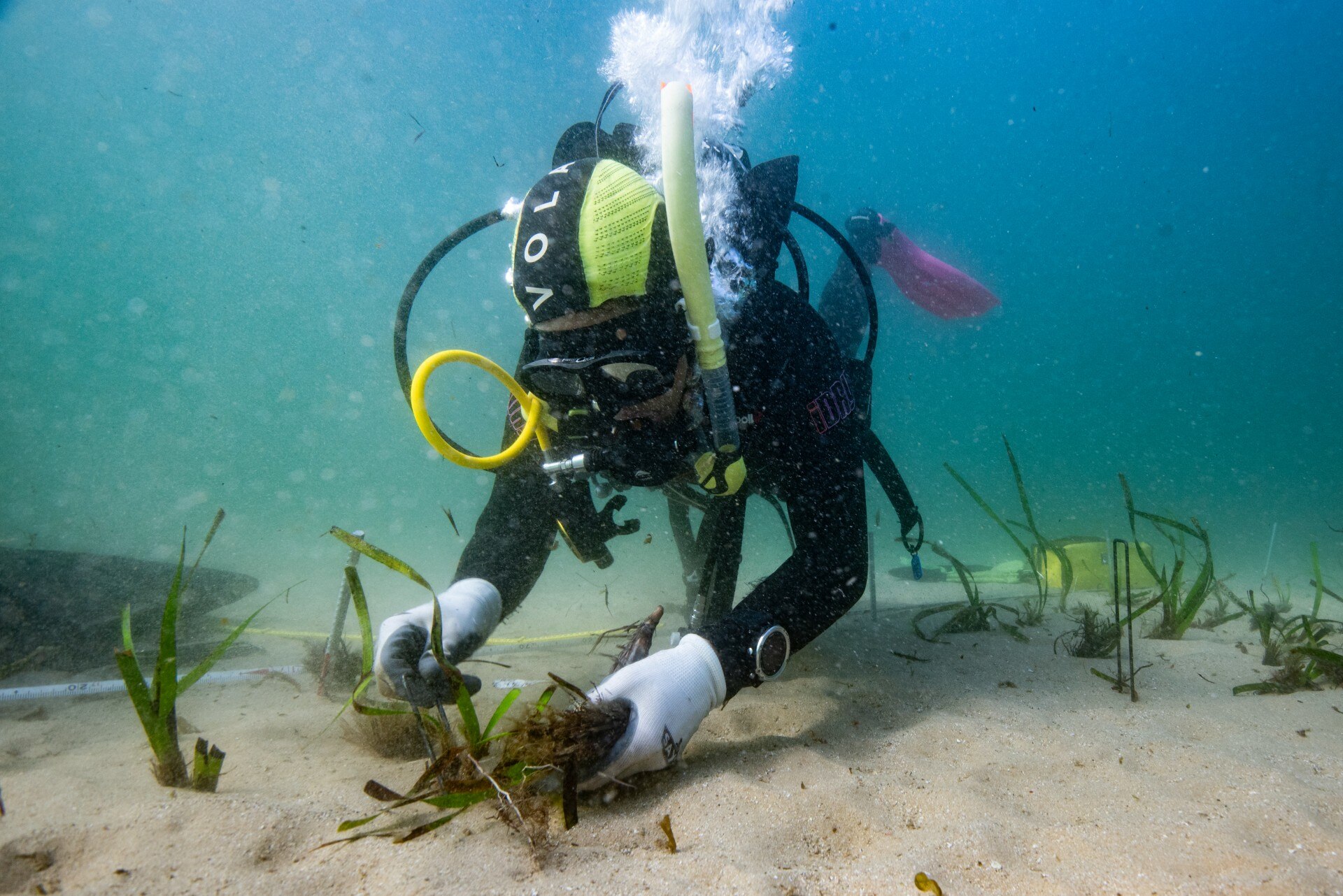 Seagrass restoration along Sydney's coastline a vital intervention to ...
