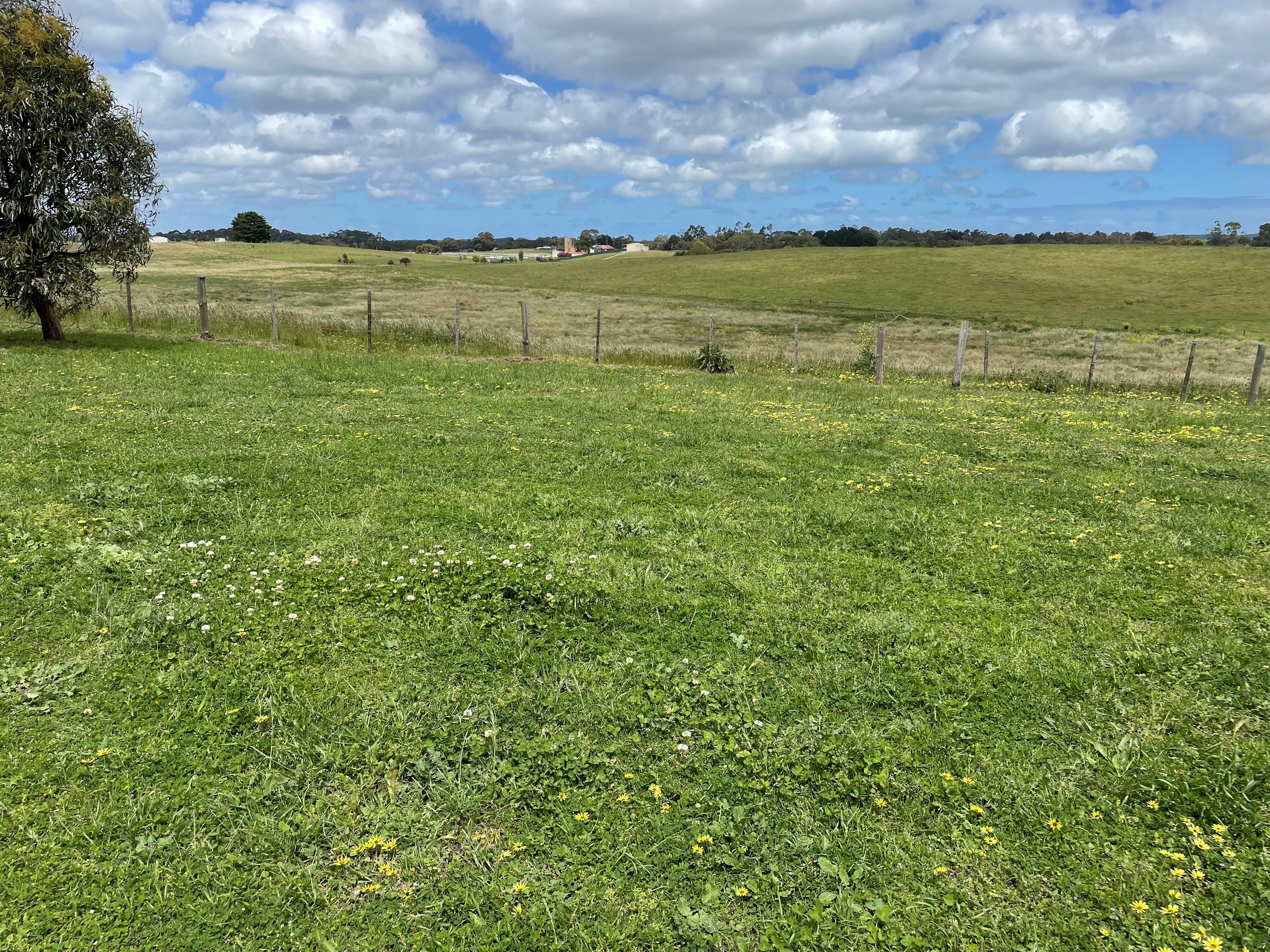 Some spend their lives looking for five-leaf clovers, the Matter family ...