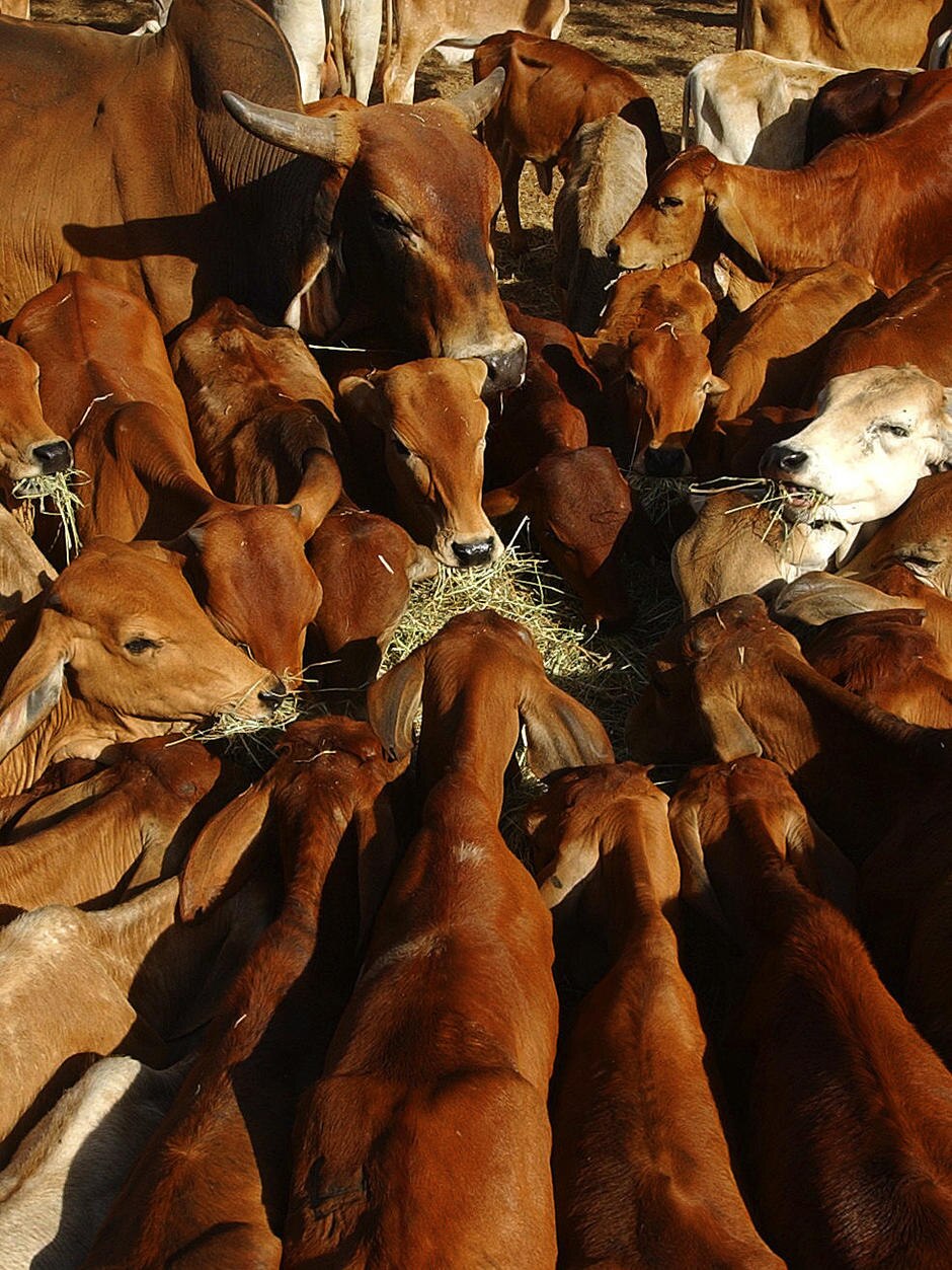 National Livestock Identification Scheme and animal welfare in ...