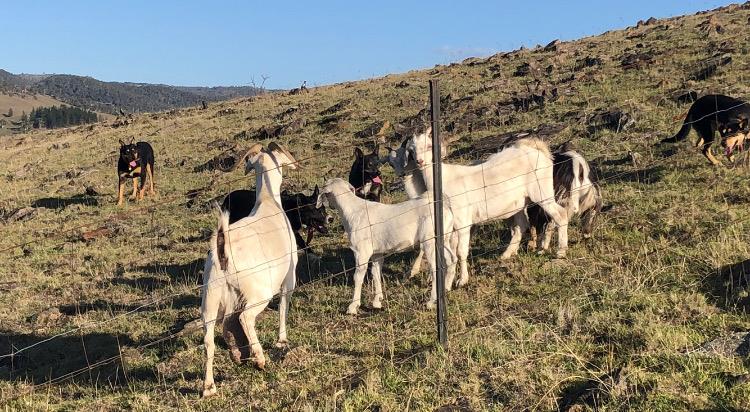 Feral goats no match for Riley family and their trusty kelpie ...