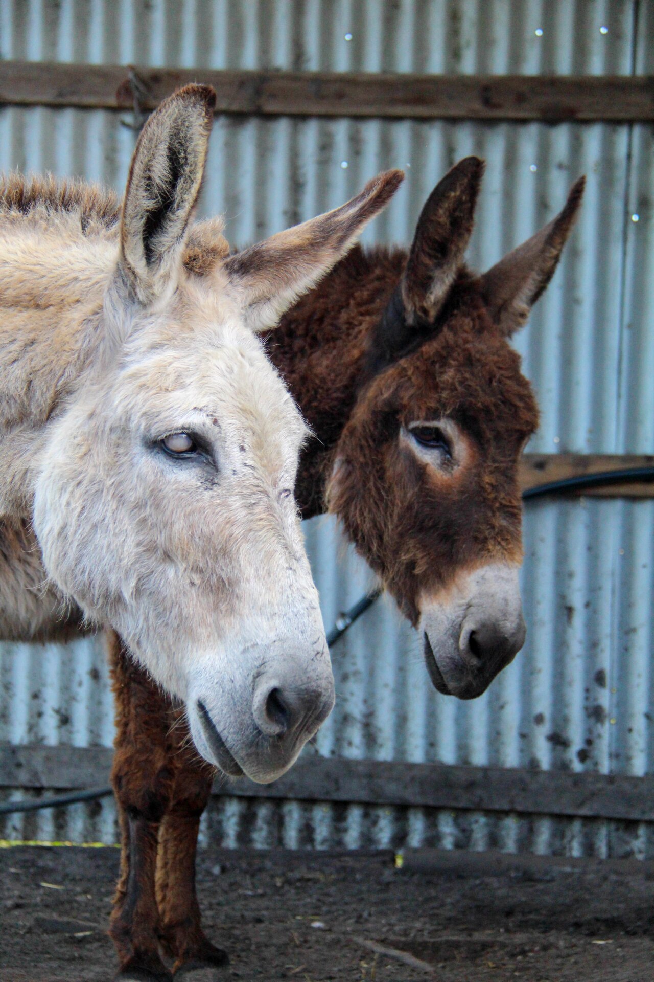 Sunshine Coast's blind donkey inspires kids' book, raising funds for ...