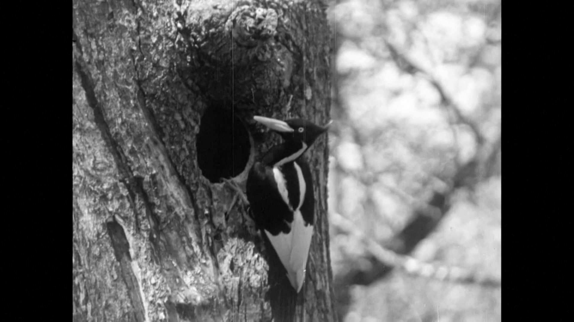 Ivory-billed woodpecker among 23 species to be declared extinct by US ...