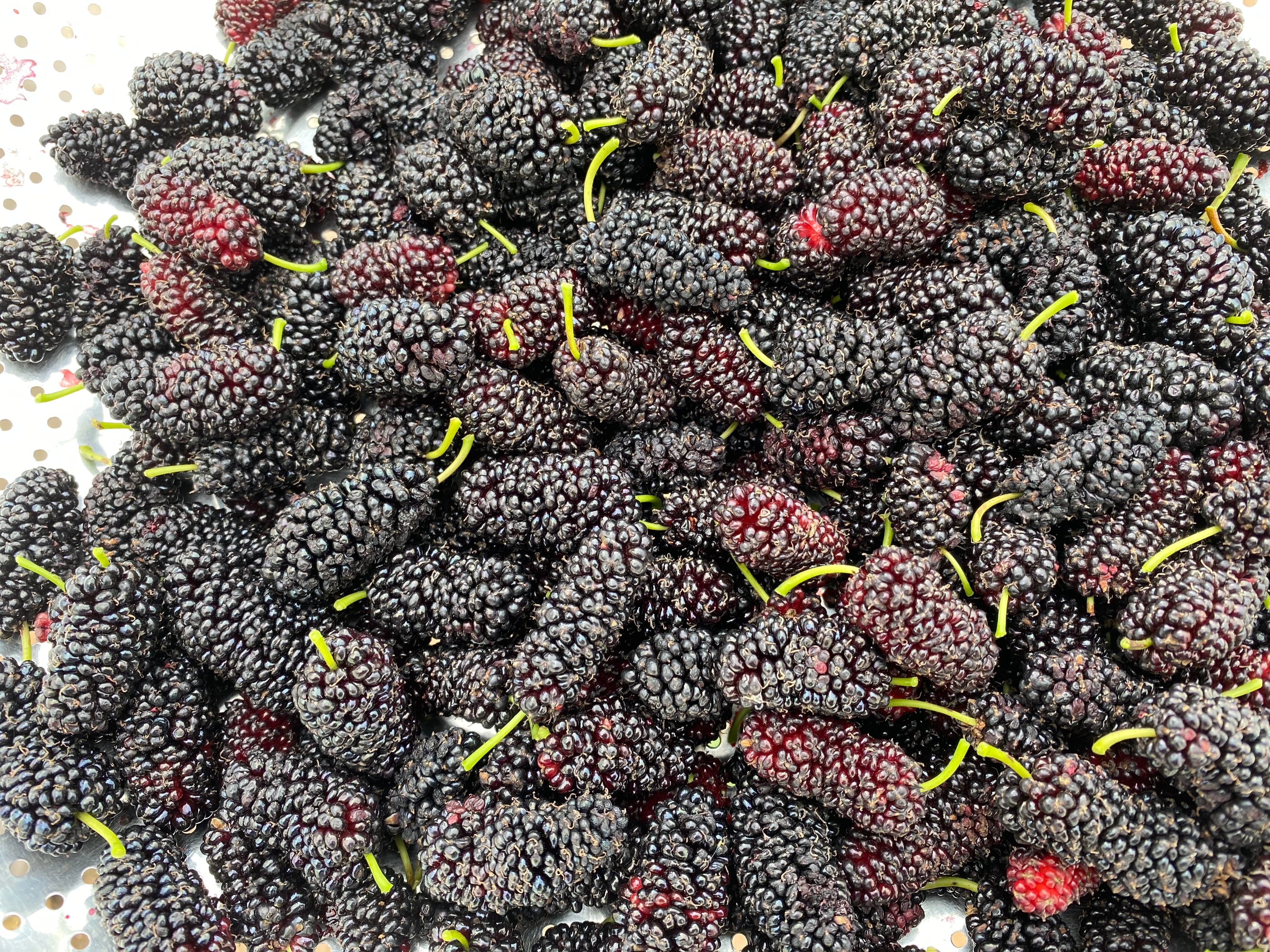 Mulberry farmer pioneers growing techniques to revive ancient fruit's ...