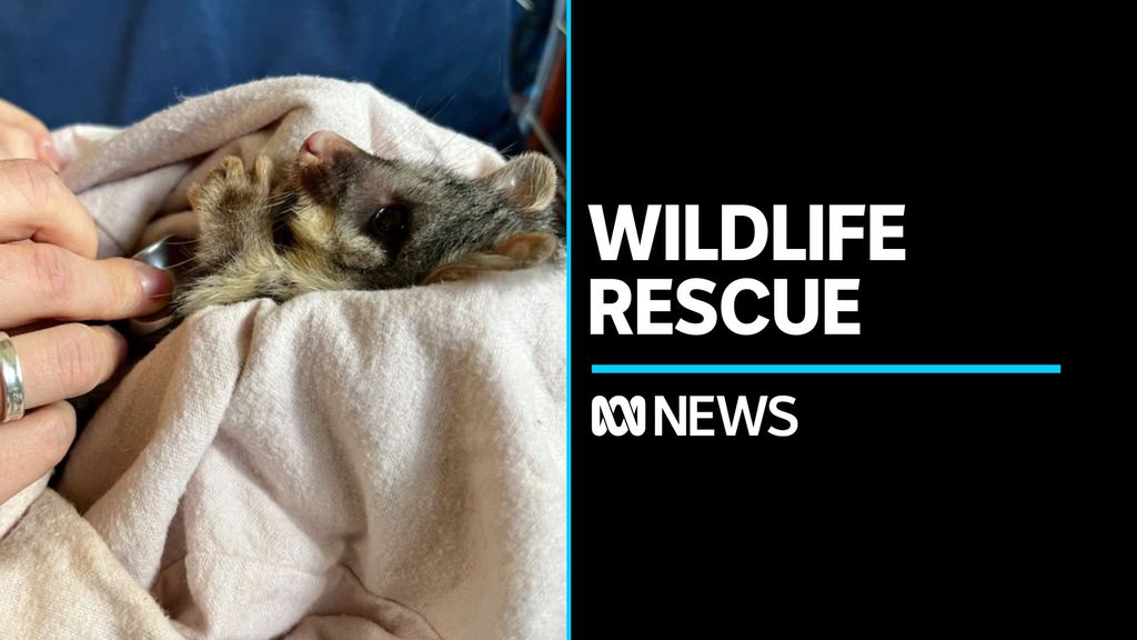 Animals - Topic - ABC News