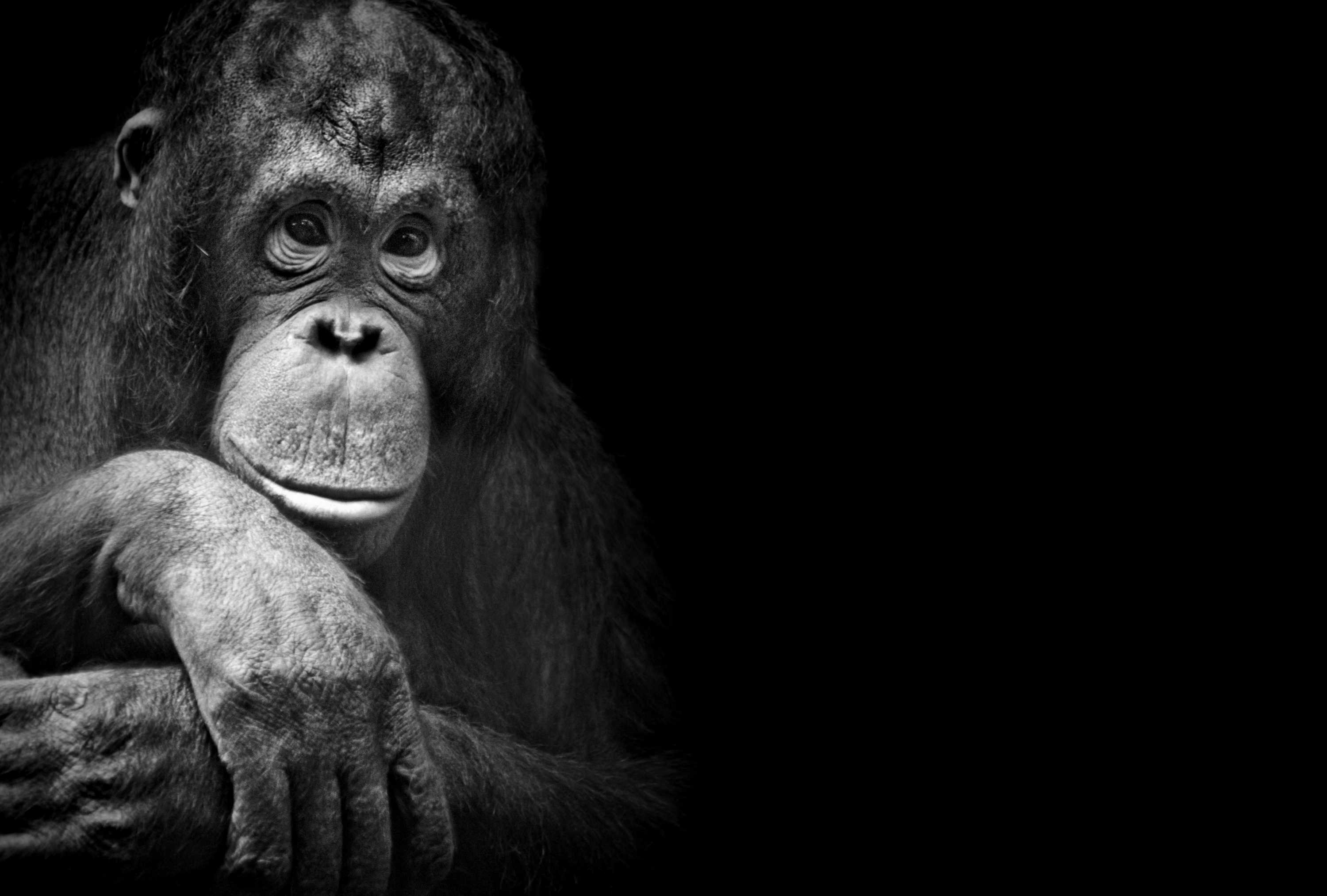 Frankenstein’s Monster: writers on scientific hubris - ABC Radio National