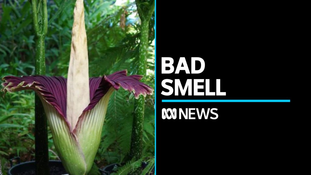 Corpse flower blooms at Adelaide Botanic Garden - ABC News