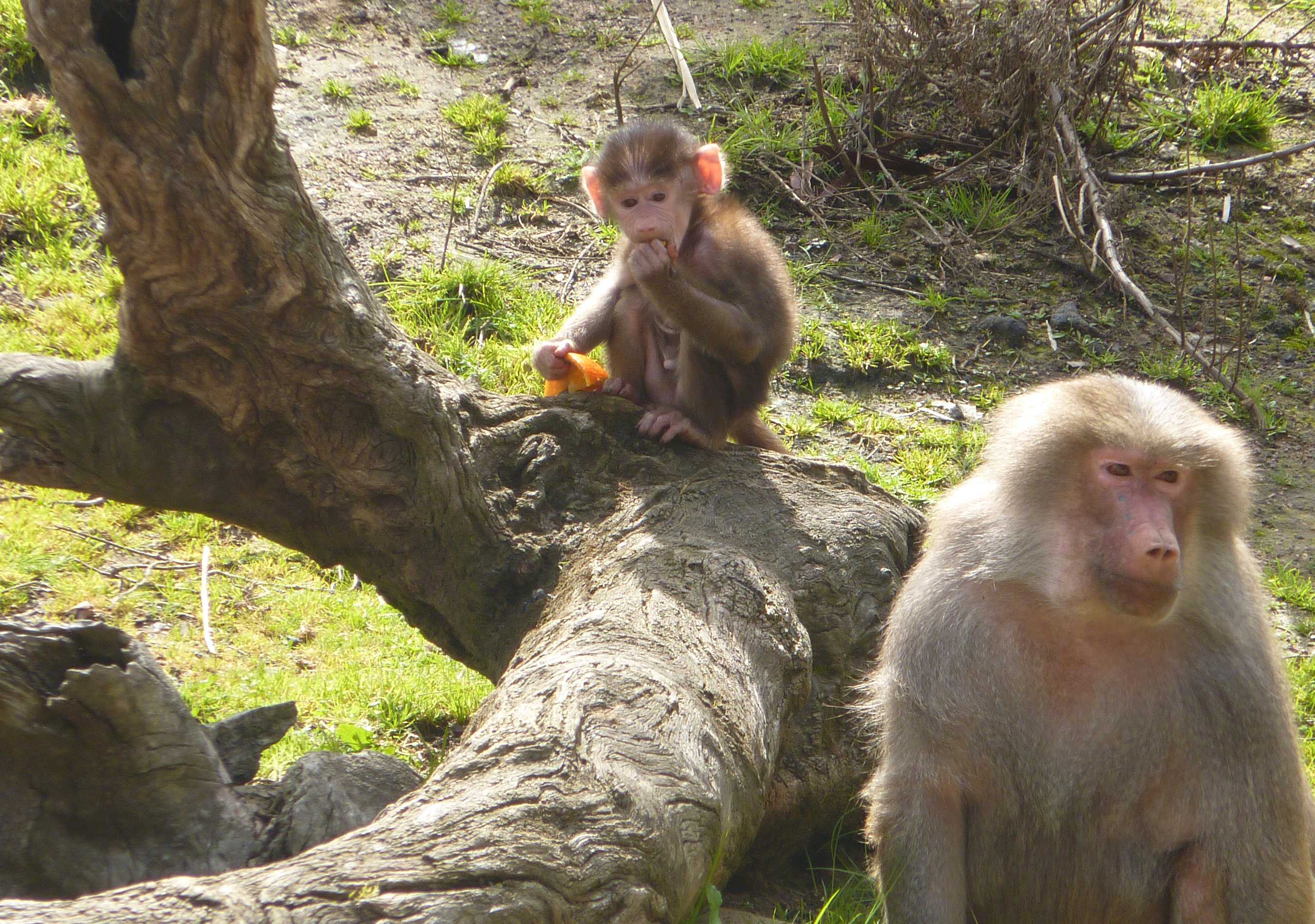 Melbourne Zoo's youngest baboon Juju makes public debut after rough ...