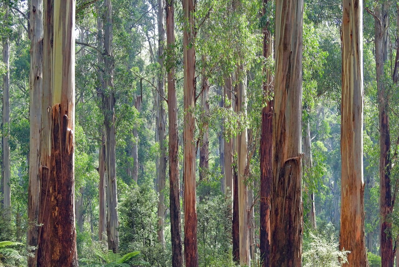 If Australia's trees could talk what stories would they tell us? - ABC ...