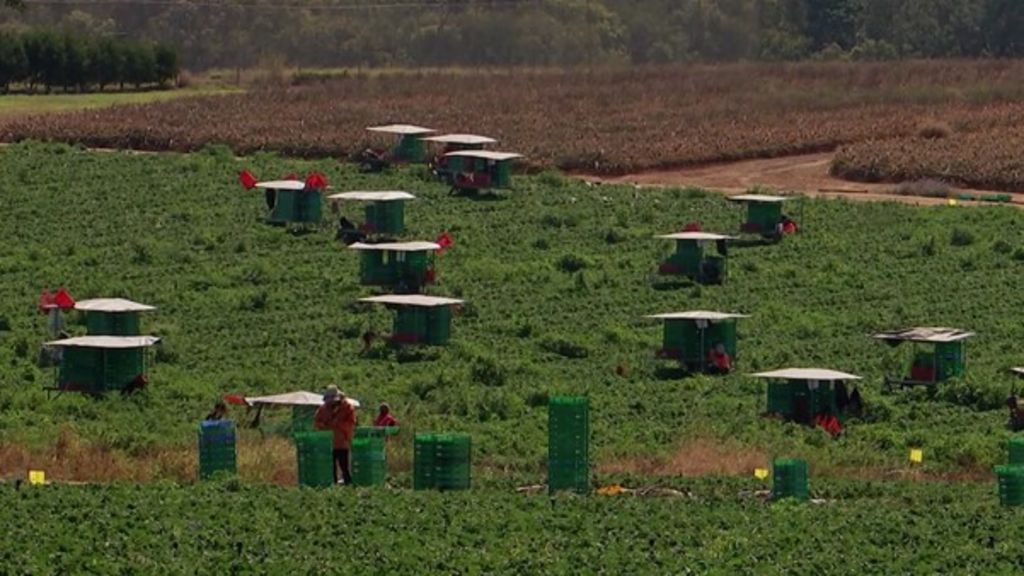 The Pickers' Pay: Changes to how fruit and vegetable pickers are paid ...
