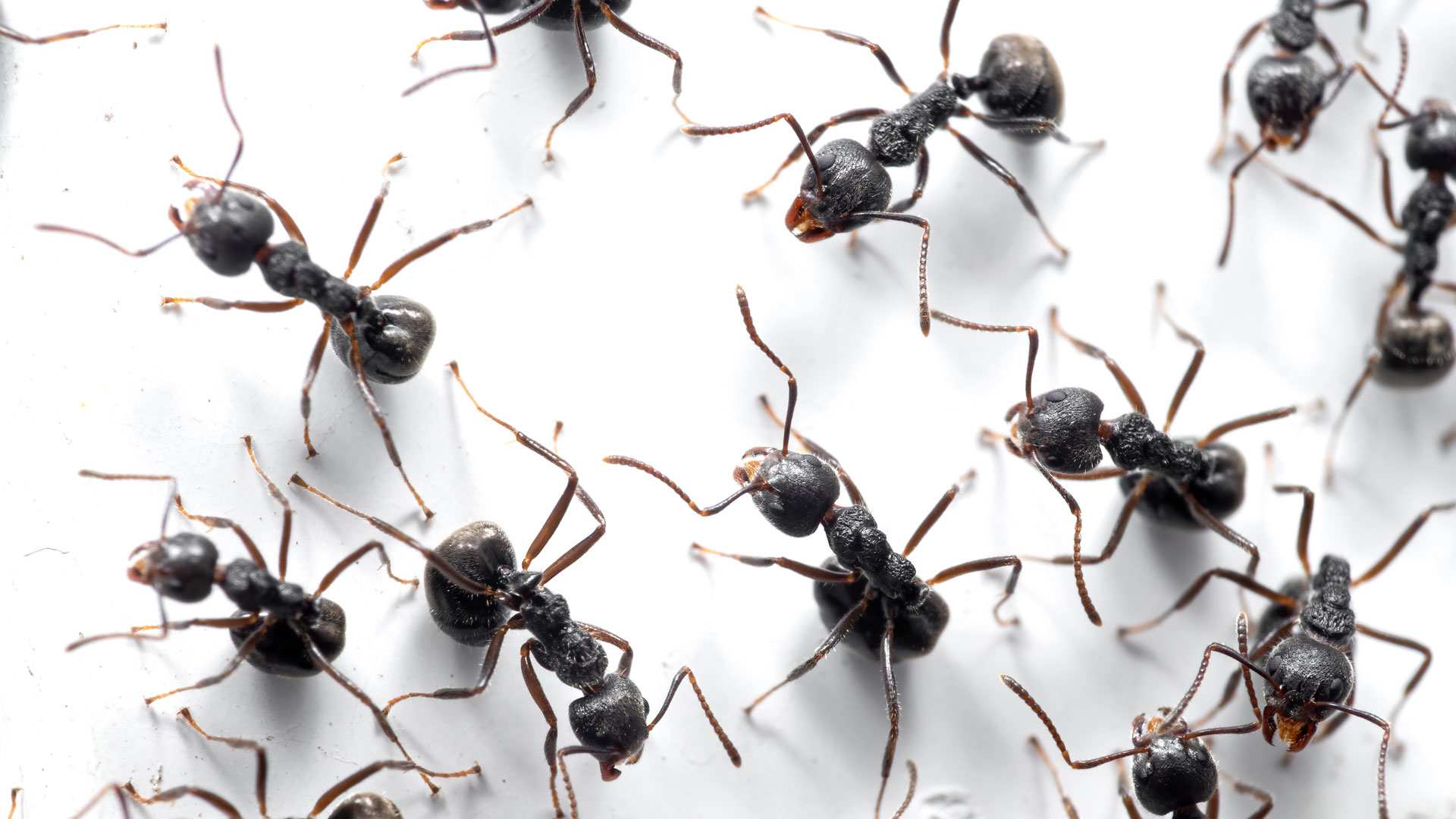 How Do Ants Walk On Ceilings | Shelly Lighting