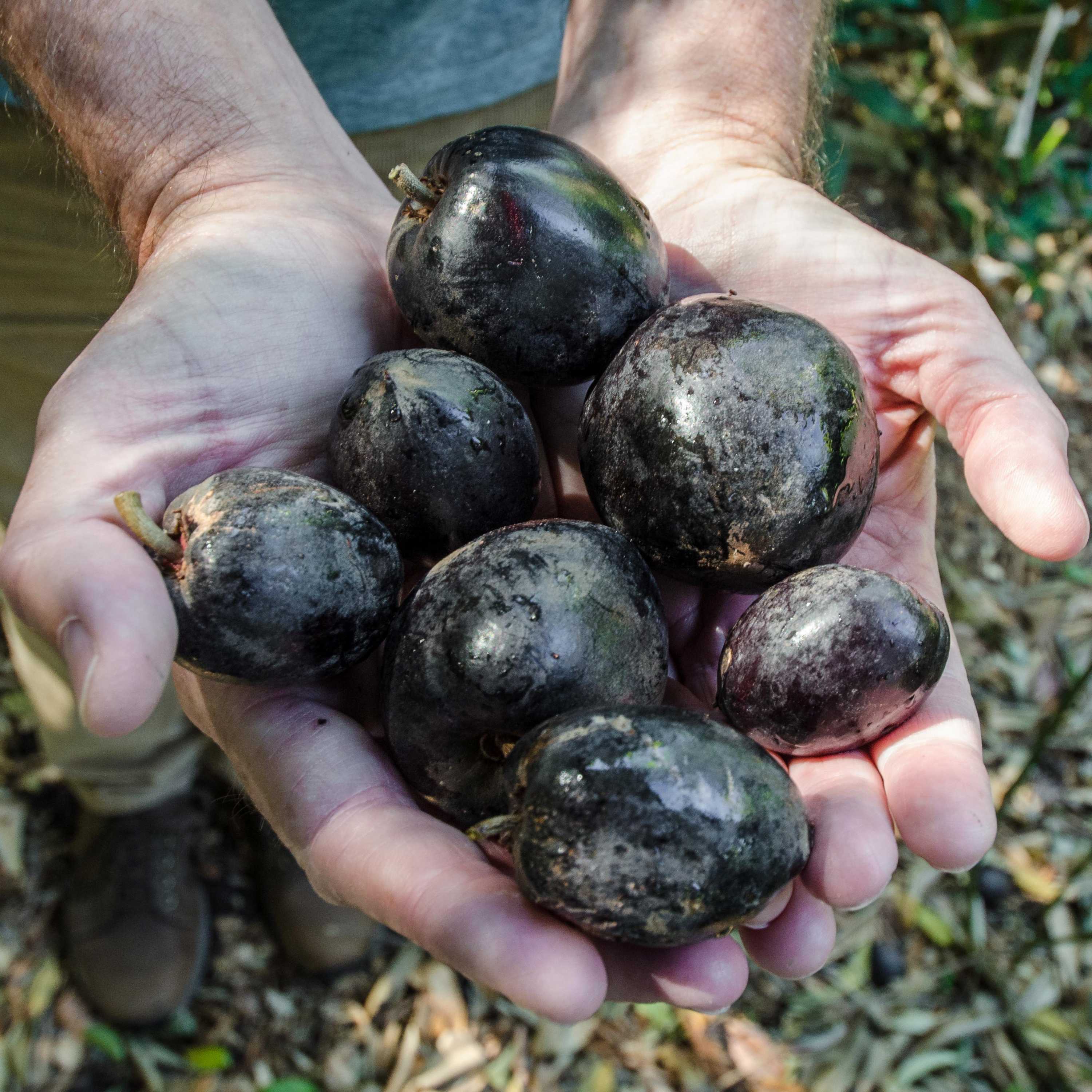 Big-fruited Australian rainforest trees may need help to spread and ...