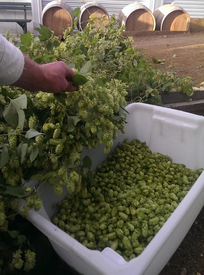 'Living beer' consumed in Captain Cook era making a comeback in ...