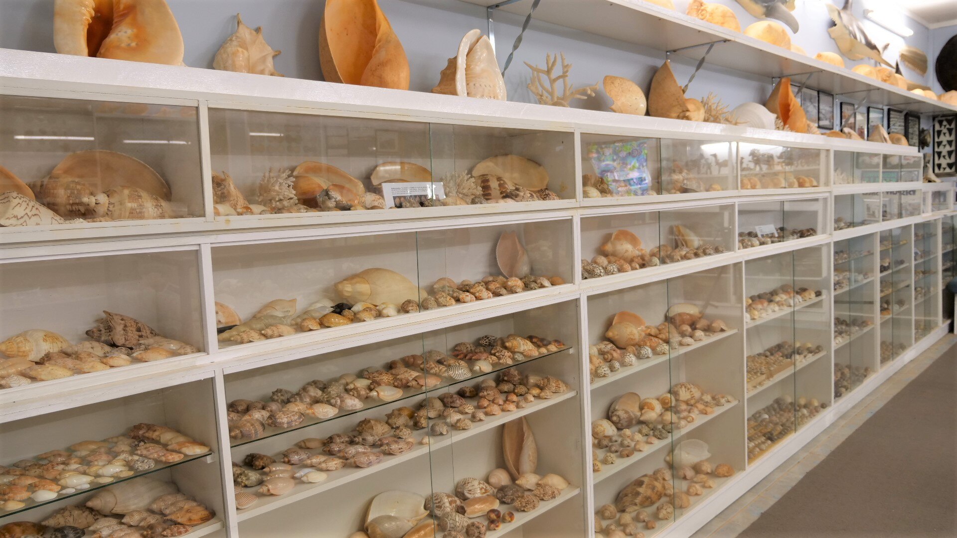 Onslow museum is new home for seashell collection 60 years in the ...