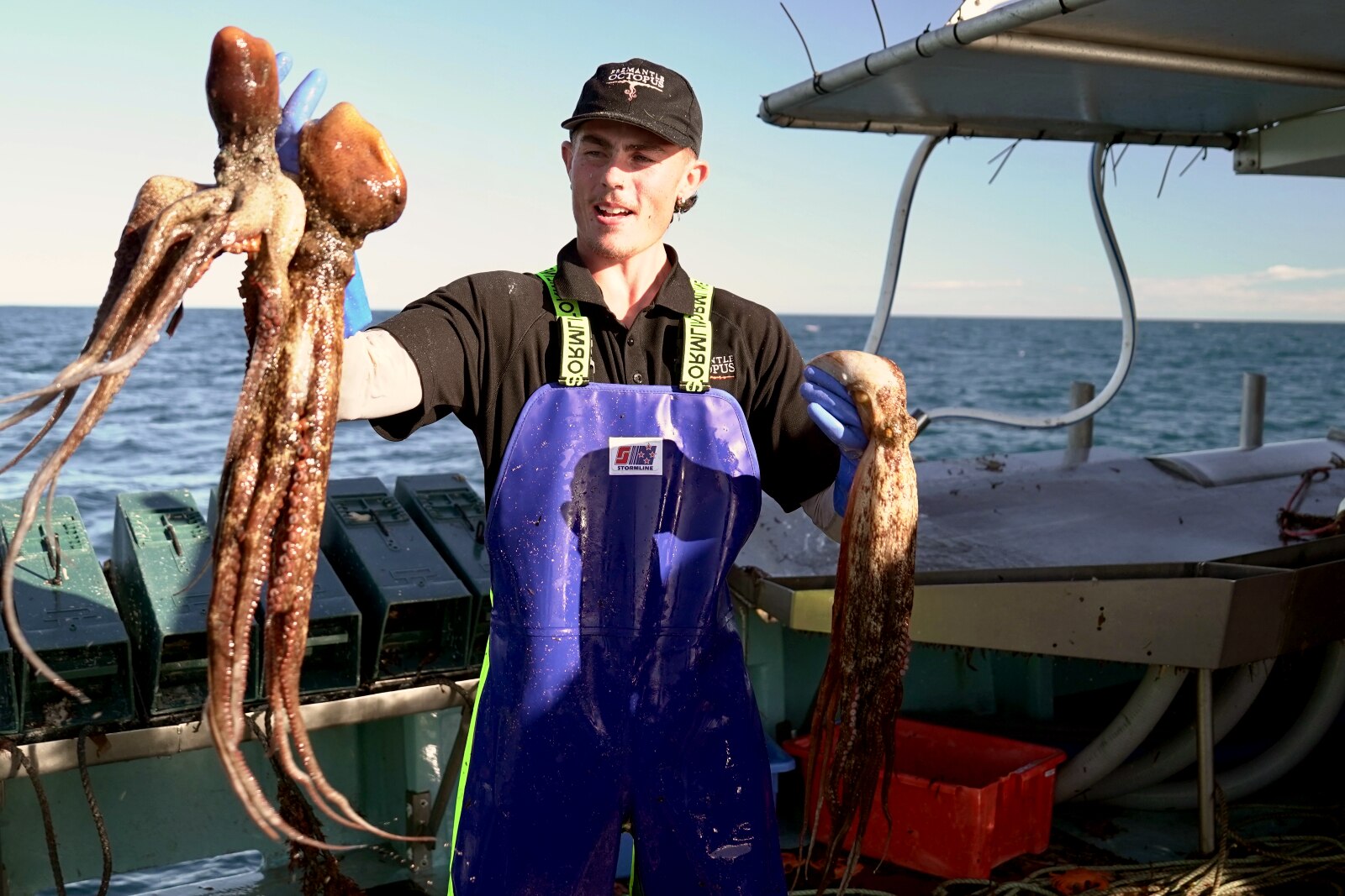 Rock star fishery booming in Western Australia, as octopus catch ...