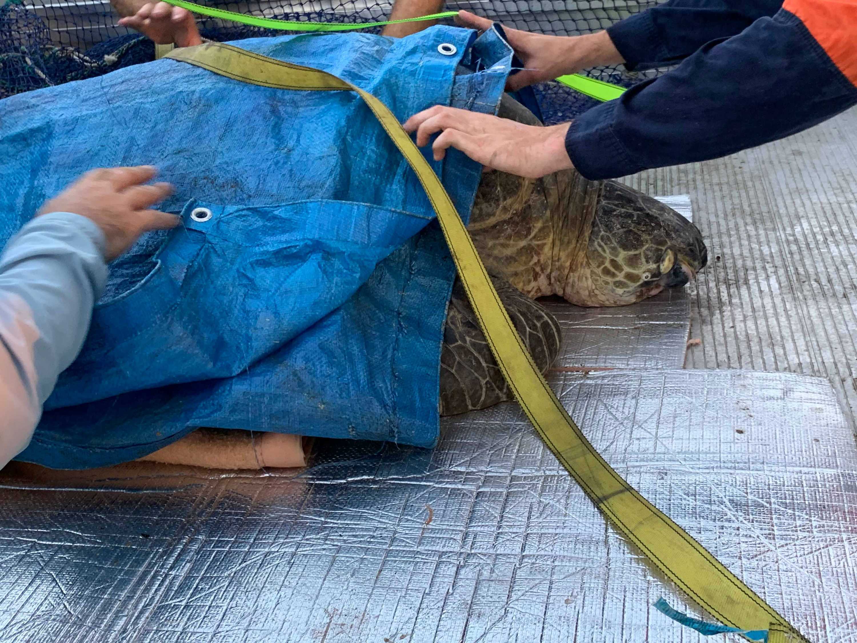 Members of the public rescue an injured turtle stuck on the Mackay ...