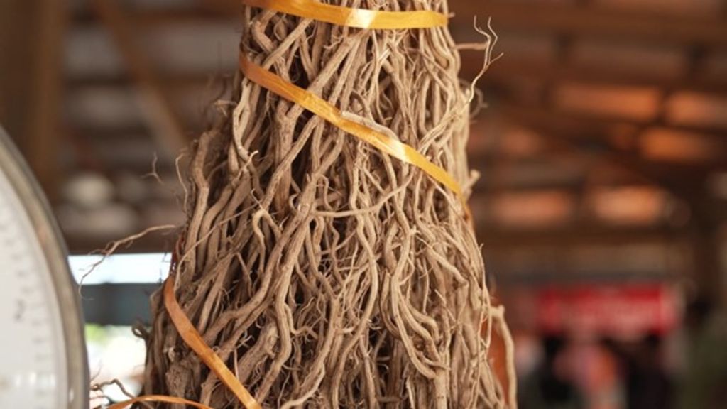 Fiji Kava: Taking kava production to the next level - ABC News