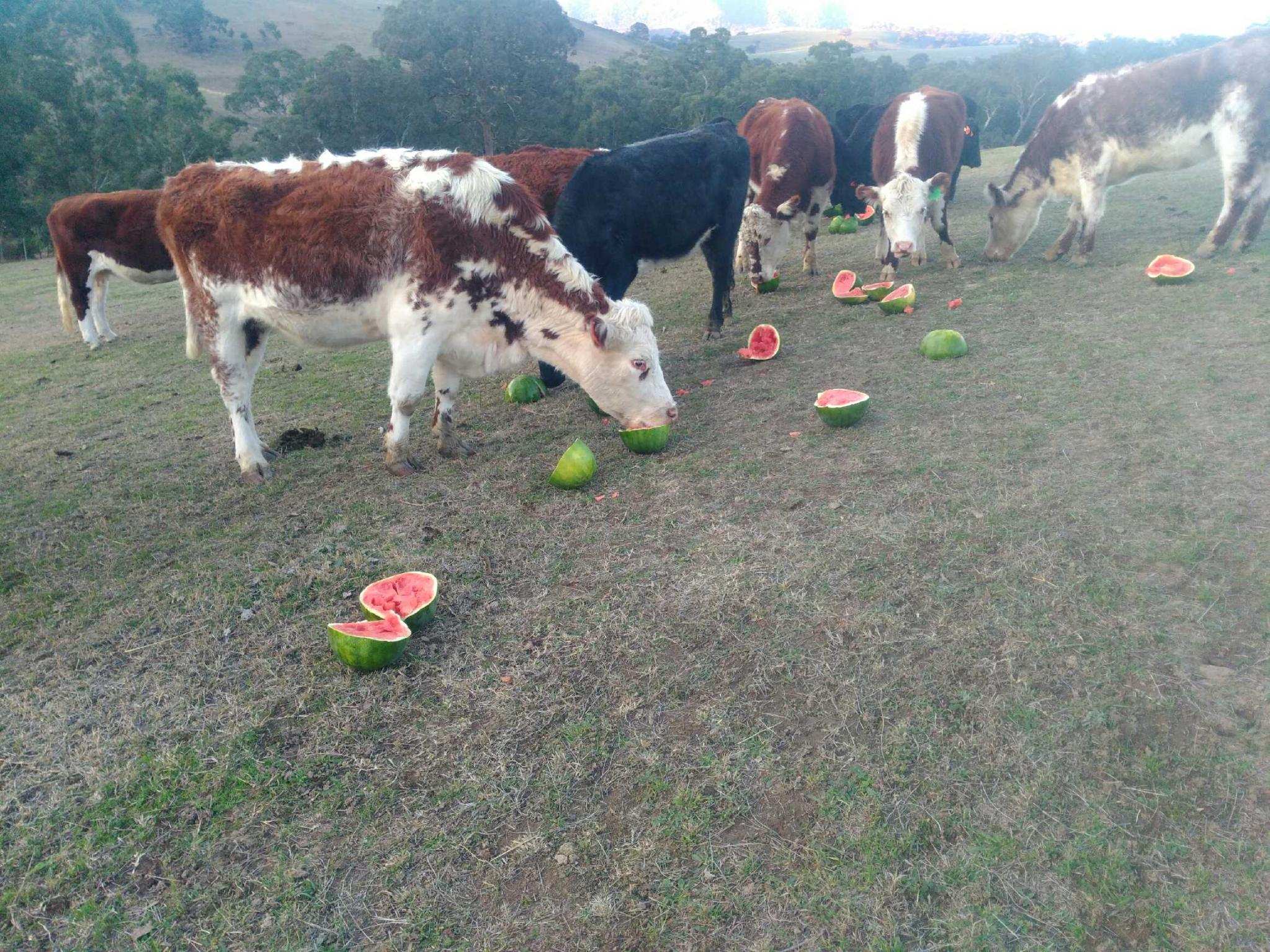 Farmer in drought turns to watermelon to feed hungry cattle - ABC News