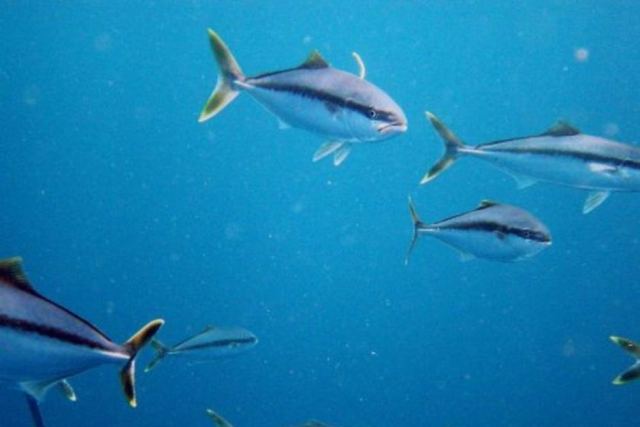 Finfish research expanding at Port Stephens - ABC News