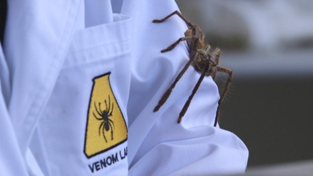 Arachnophobia researchers want to know why women are more likely to be ...