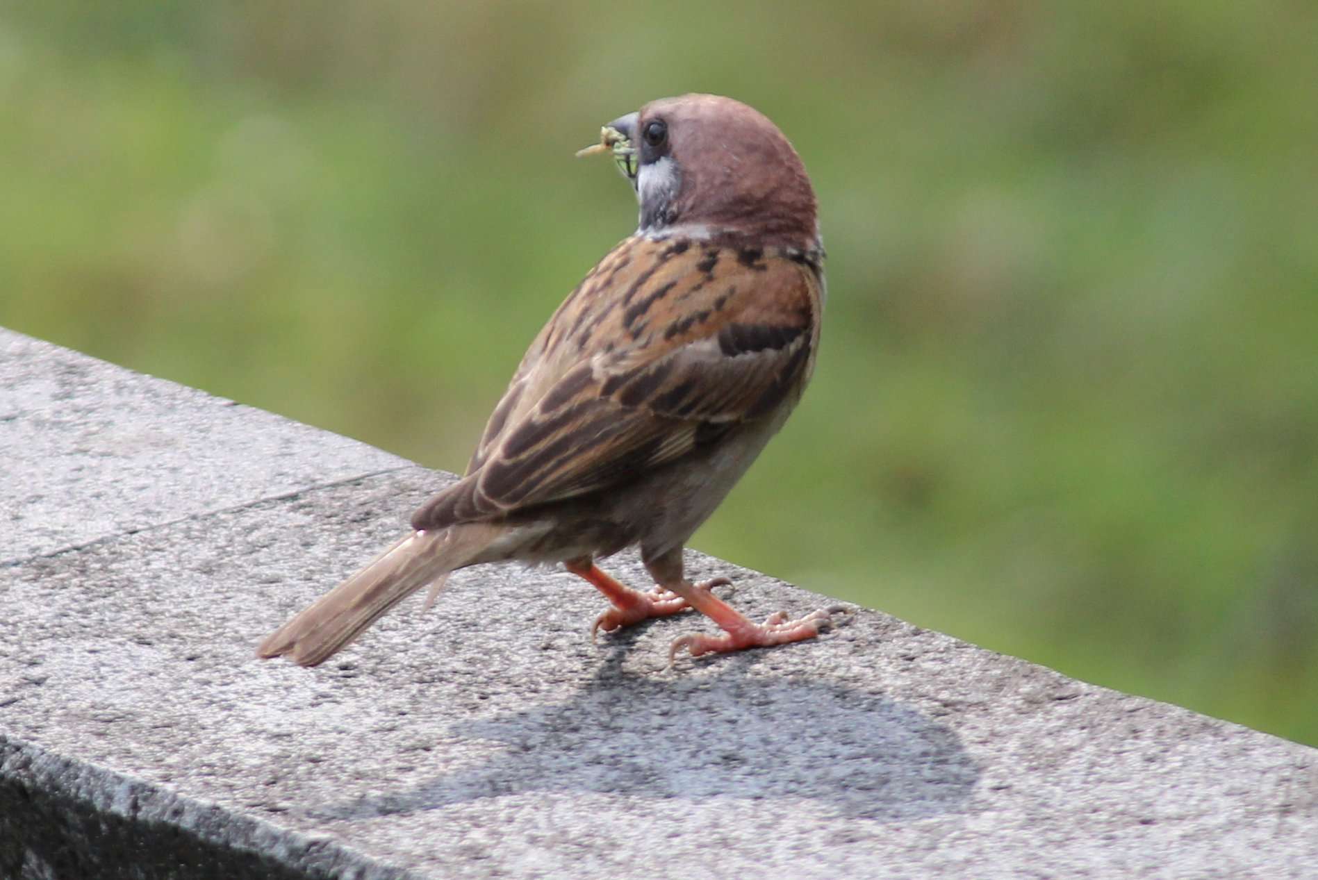Get counting: it's National Bird Week - ABC Kids listen