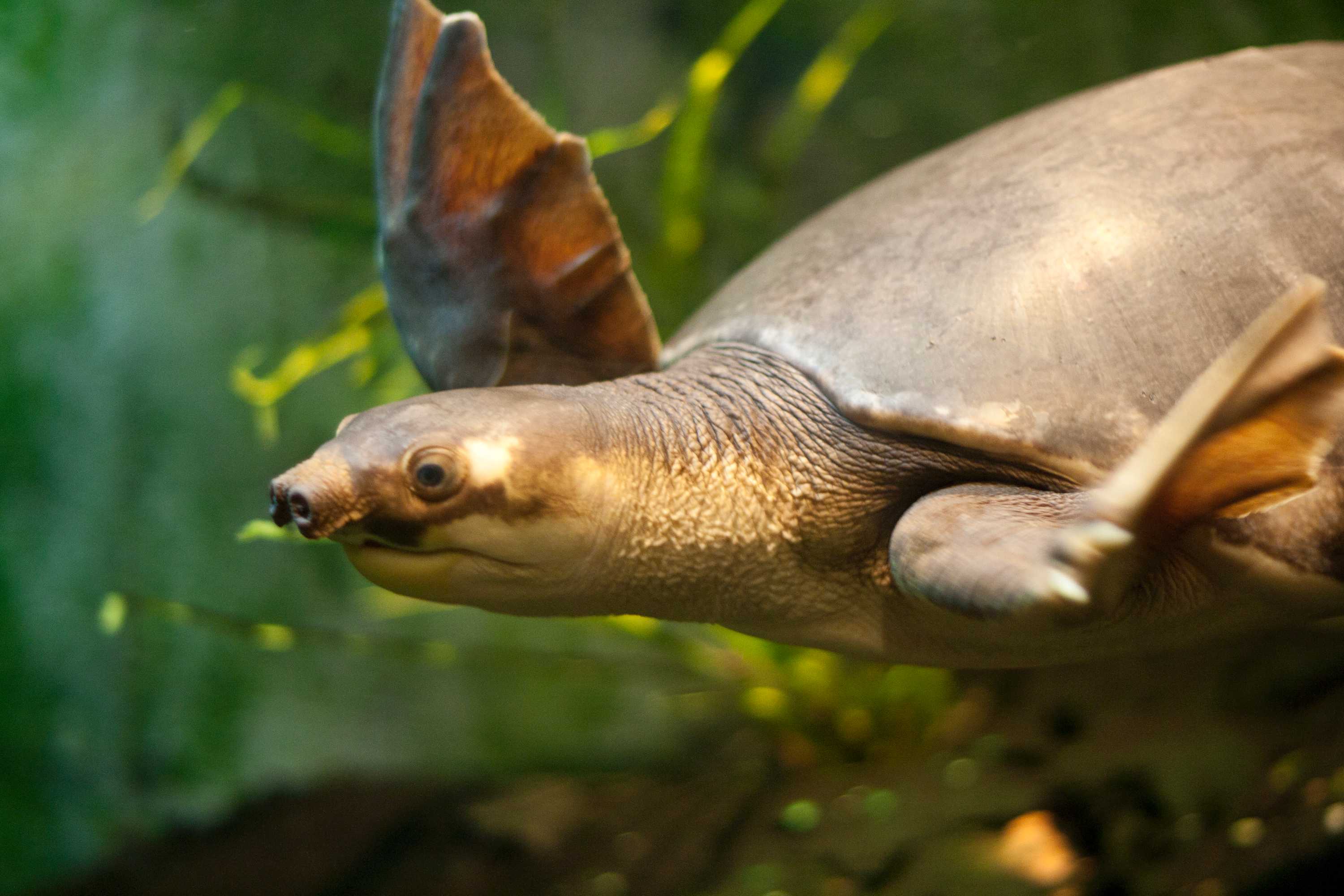 Port Moresby Nature Park sees pig nose turtles released back into wild ...